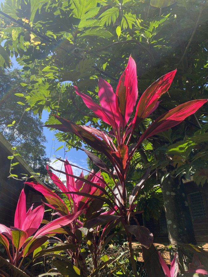 Plot of land For Sale West End Ad:1029314